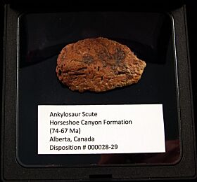 Ankylosaurus fossils for sale | Buried Treasure Fossils