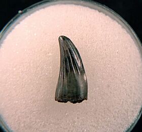 Other Raptor Dinosaurs - US - Dinosaur Teeth & Fossils