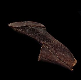 Hadrosaur fossils for sale | Buried Treasure Fossils