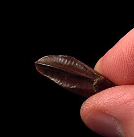 Hadrosaur fossils for sale | Buried Treasure Fossils