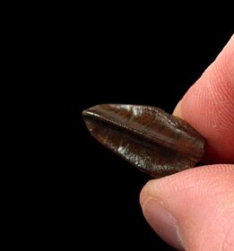 Hadrosaur fossils for sale | Buried Treasure Fossils