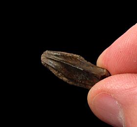 Hadrosaur fossils for sale | Buried Treasure Fossils