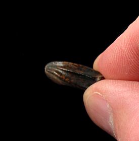 Hadrosaur fossils for sale | Buried Treasure Fossils