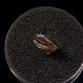 Hadrosaur fossils for sale | Buried Treasure Fossils