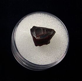 Ankylosaurus fossils for sale | Buried Treasure Fossils