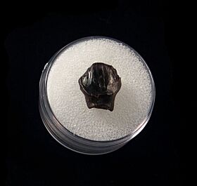 Ankylosaurus fossils for sale | Buried Treasure Fossils