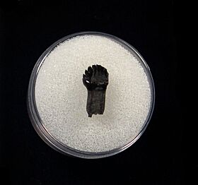 Ankylosaurus fossils for sale | Buried Treasure Fossils