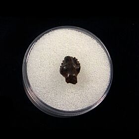 Ankylosaurus fossils for sale | Buried Treasure Fossils