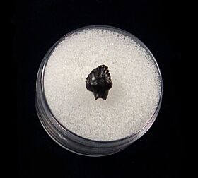 Ankylosaurus fossils for sale | Buried Treasure Fossils