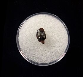 Ankylosaurus fossils for sale | Buried Treasure Fossils