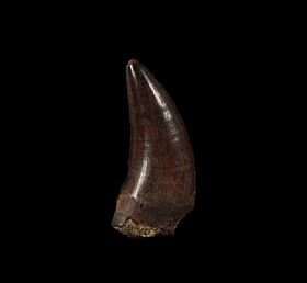Nannotyrannus Tooth for Sale | Buried Treasure Fossils