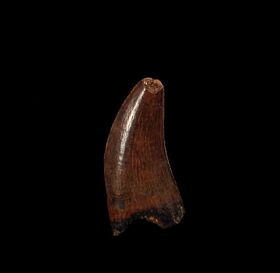 Nannotyrannus Tooth for Sale | Buried Treasure Fossils