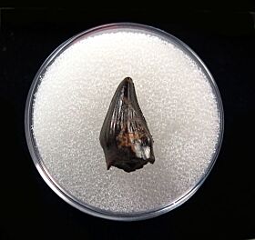 Pachychephalosaurus fossils for sale | Buried Treasure Fossils