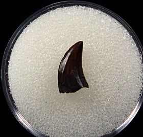 Raptor Claw and Velociraptor Teeth for Sale | Buried Treasure Fossils