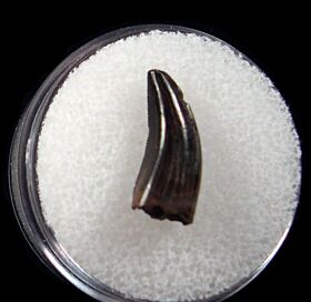 Raptor Claw and Velociraptor Teeth for Sale | Buried Treasure Fossils
