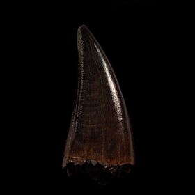 Tyrannosaurus (T-Rex) Tooth & Fossils for Sale | Buried Treasure Fossils