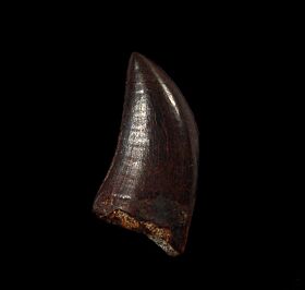 Dinosaur Teeth & Fossils for Sale | Buried Treasure Fossils