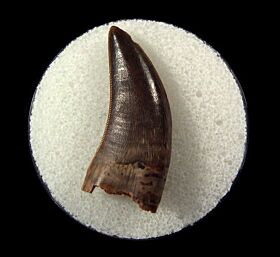 Albertosaurus, Gorgosaurus and Daspletosaurus teeth for sale | Buried ...