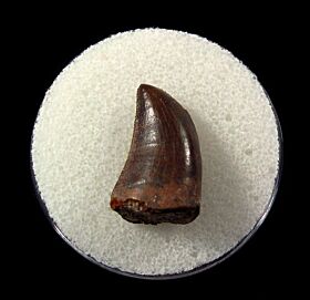 Albertosaurus, Gorgosaurus and Daspletosaurus teeth for sale | Buried ...