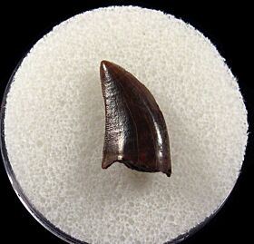 Albertosaurus, Gorgosaurus and Daspletosaurus teeth for sale | Buried ...