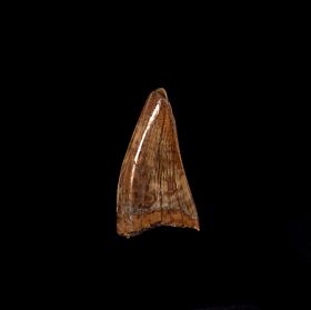 Albertosaurus, Gorgosaurus and Daspletosaurus teeth for sale | Buried ...