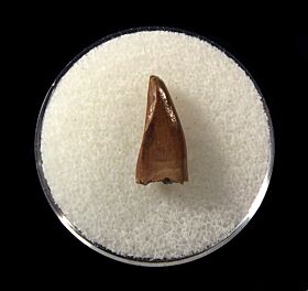 Albertosaurus, Gorgosaurus and Daspletosaurus teeth for sale | Buried ...