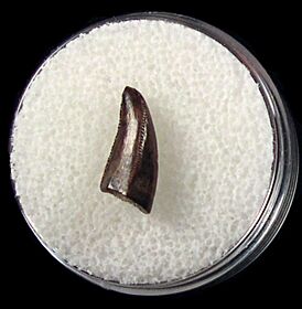 Albertosaurus, Gorgosaurus and Daspletosaurus teeth for sale | Buried ...