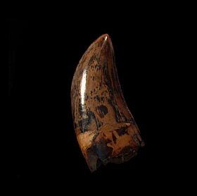 Albertosaurus, Gorgosaurus and Daspletosaurus teeth for sale | Buried ...