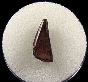 Albertosaurus, Gorgosaurus and Daspletosaurus teeth for sale | Buried ...