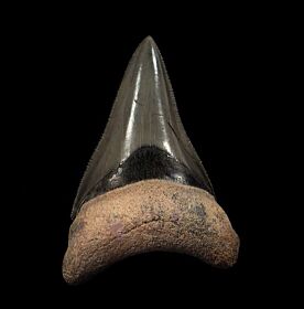 Megalodon Tooth - Florida Bone Valley | Buried Treasure Fossils