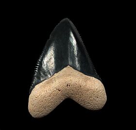 BLACK Megalodon Teeth for Sale | Buried Treasure Fossils