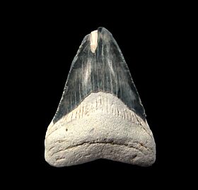 Megalodon Tooth - Florida Bone Valley | Buried Treasure Fossils