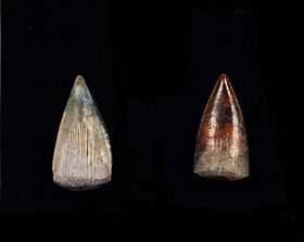 Sphyraena barracuda - Florida Fossil Shark Teeth - Shop by Shark Tooth ...