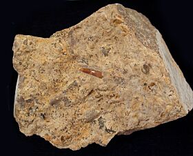 Rare Triassic Nothosaurus reptile teeth for sale | Buried Treasure Fossils