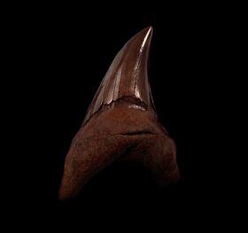 Rare fossil shark teeth for sale | Buried Treasure Fossils