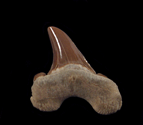 Parotodus teeth for sale | Buried Treasure Fossils