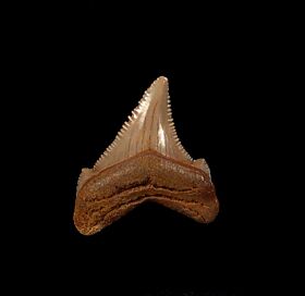 Quality Chubutensis teeth for sale: BuriedTreasureFossils