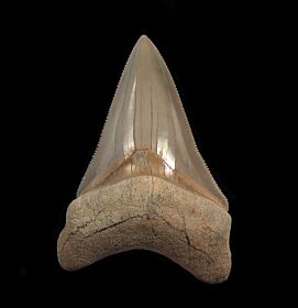 Quality Chubutensis teeth for sale: BuriedTreasureFossils