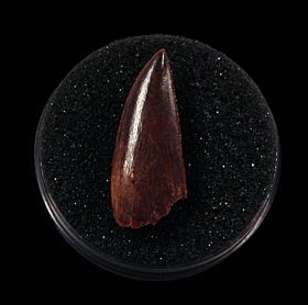 Raptor Teeth & Raptor Fossils for Sale | Buried Treasure Fossils