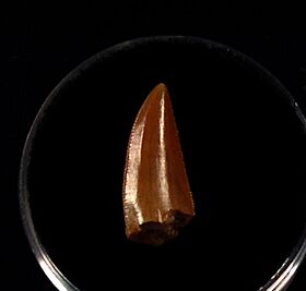 Moroccan Raptor Teeth & Raptor Fossils for Sale | Buried Treasure Fossils