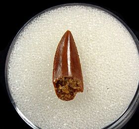 Moroccan Raptor Teeth & Raptor Fossils for Sale | Buried Treasure Fossils