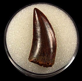 Moroccan Raptor Teeth & Raptor Fossils for Sale | Buried Treasure Fossils