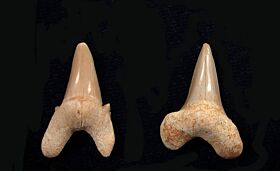 Parotodus teeth for sale | Buried Treasure Fossils