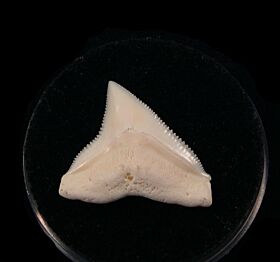 Bull Shark Teeth for Sale | Buried Treasure Fossils