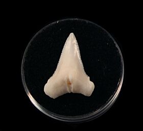 Modern Hammerhead Shark Teeth for sale: BuriedTreasureFossils