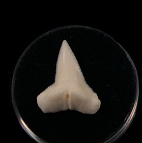 Modern Shark Teeth for sale | Buried Treasure Fossils