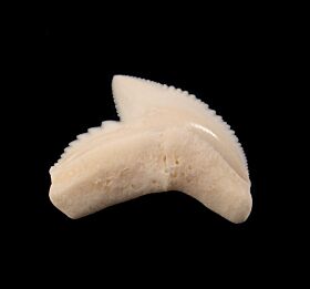 Modern Shark Teeth for sale | Buried Treasure Fossils