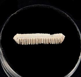 Ray teeth for sale | Buried Treasure Fossils