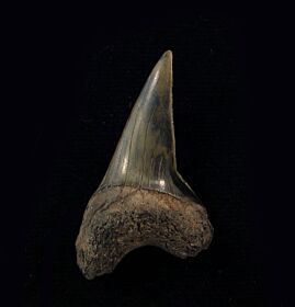 Netherlands - Isurus hastalis (Cosmopolitodus & Carcharodon) - Mako ...
