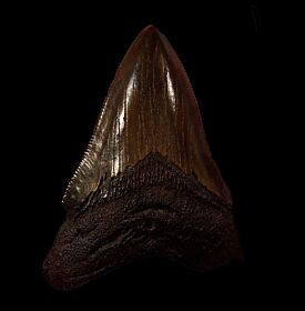 NC Red Megalodon Tooth for Sale | Buried Treasure Fossils